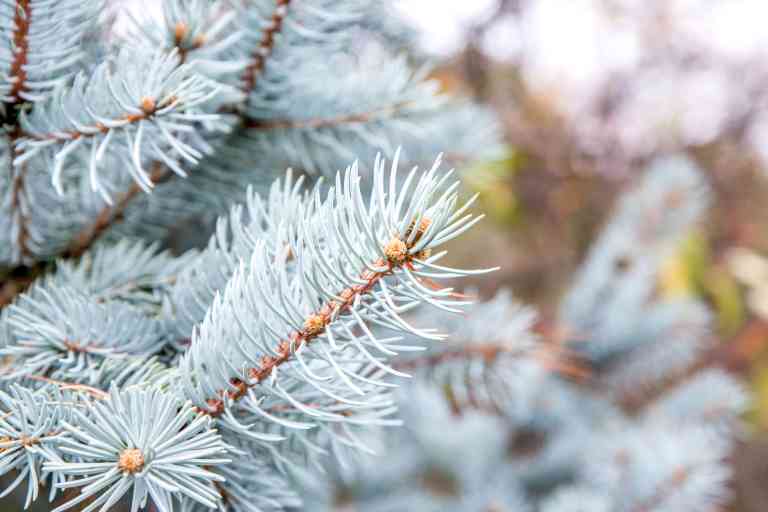 Colorado Blue Spruce – The Wild